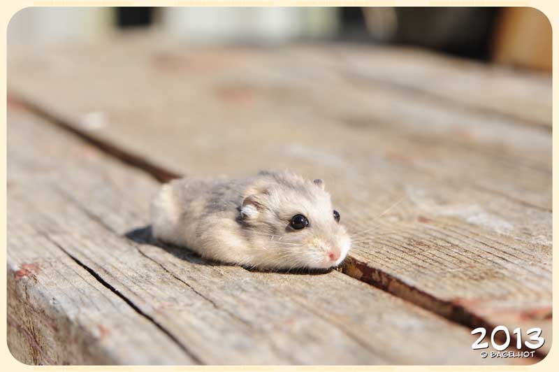 The Exploring Hamster: Hamster Body Language
