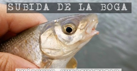 Imágenes de la subida de la boga - Bogas Underwater - Todos los peces ...