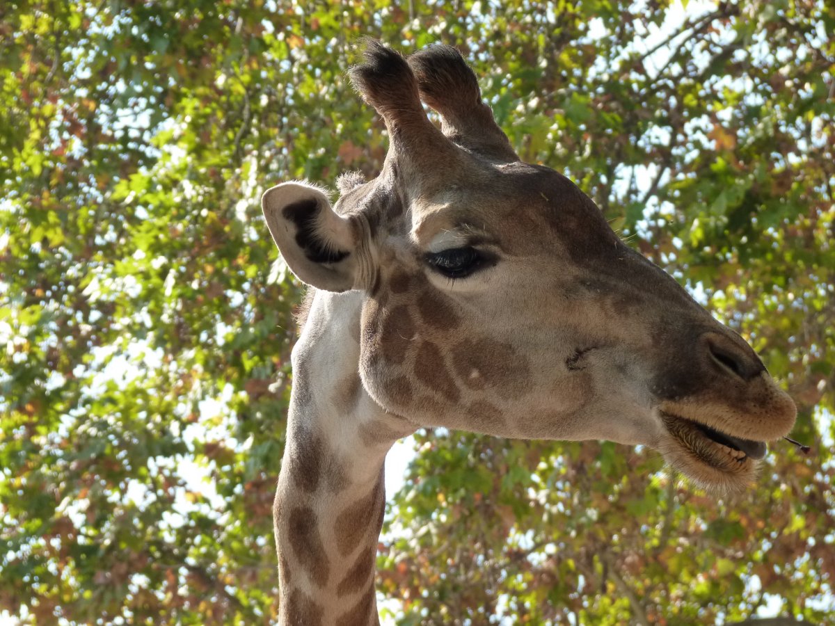 PAISAGENS NATURAIS - VIDA SELVAGEM ANIMAL: GIRAFA DE ANGOLA