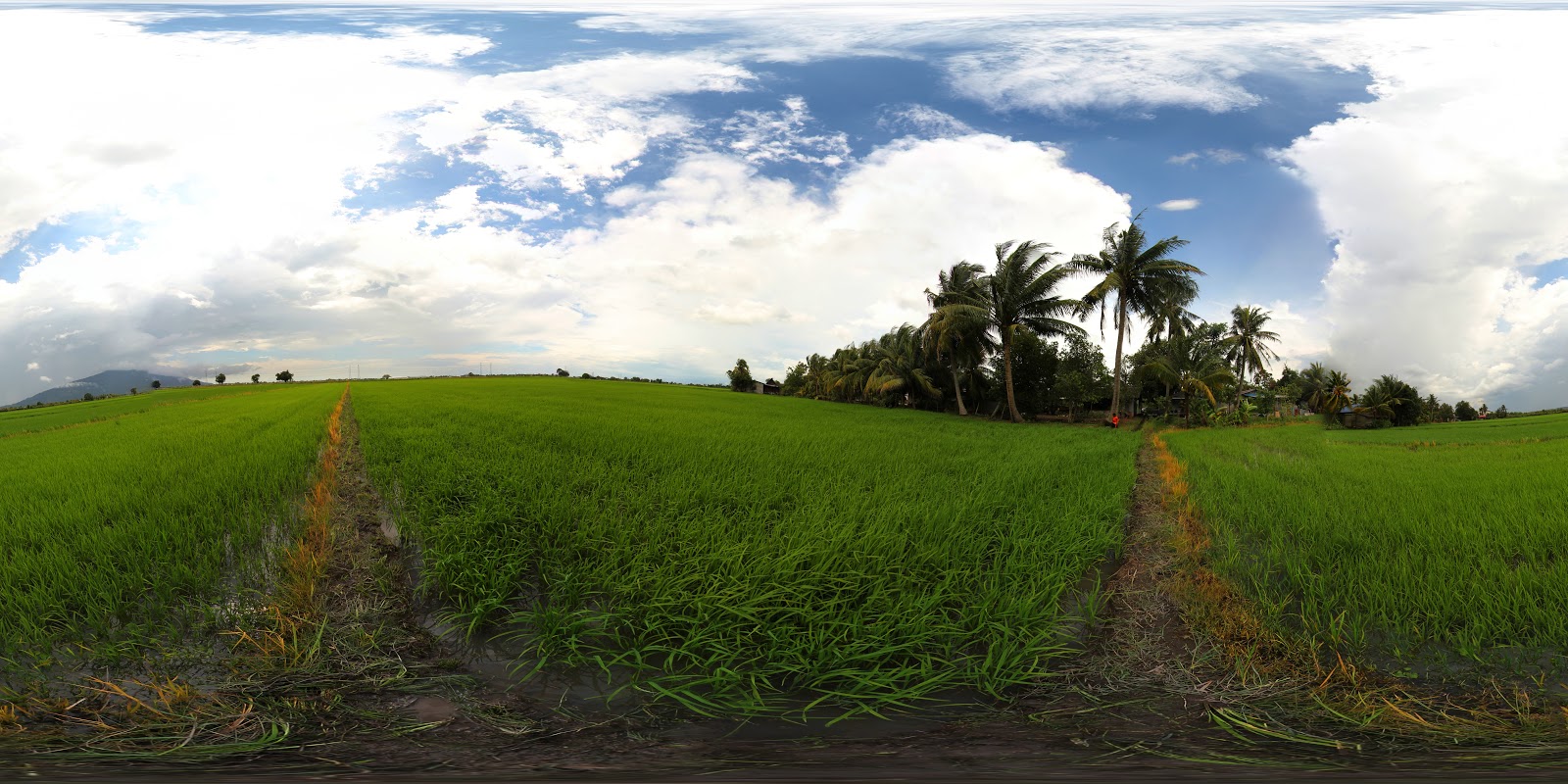 Tren Gaya 21+ Sawah Padi Kedah