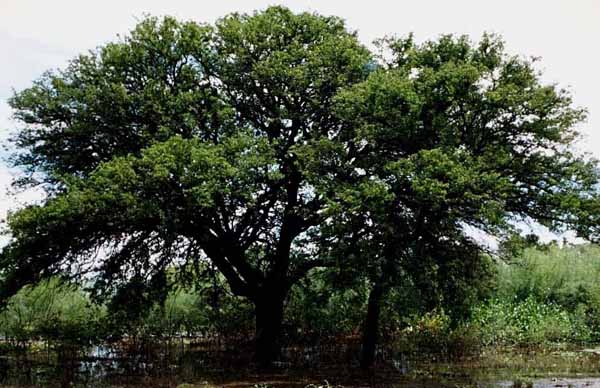 Umari - Geoffroea spinosa | Natureza Bela