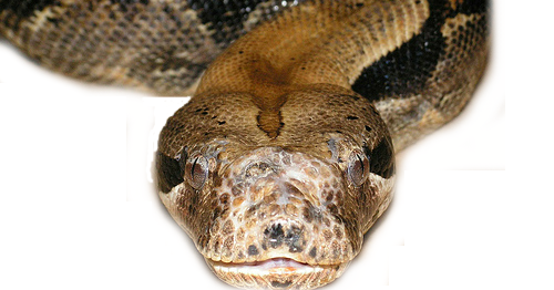 Discover Brazil: The Boa Constrictor