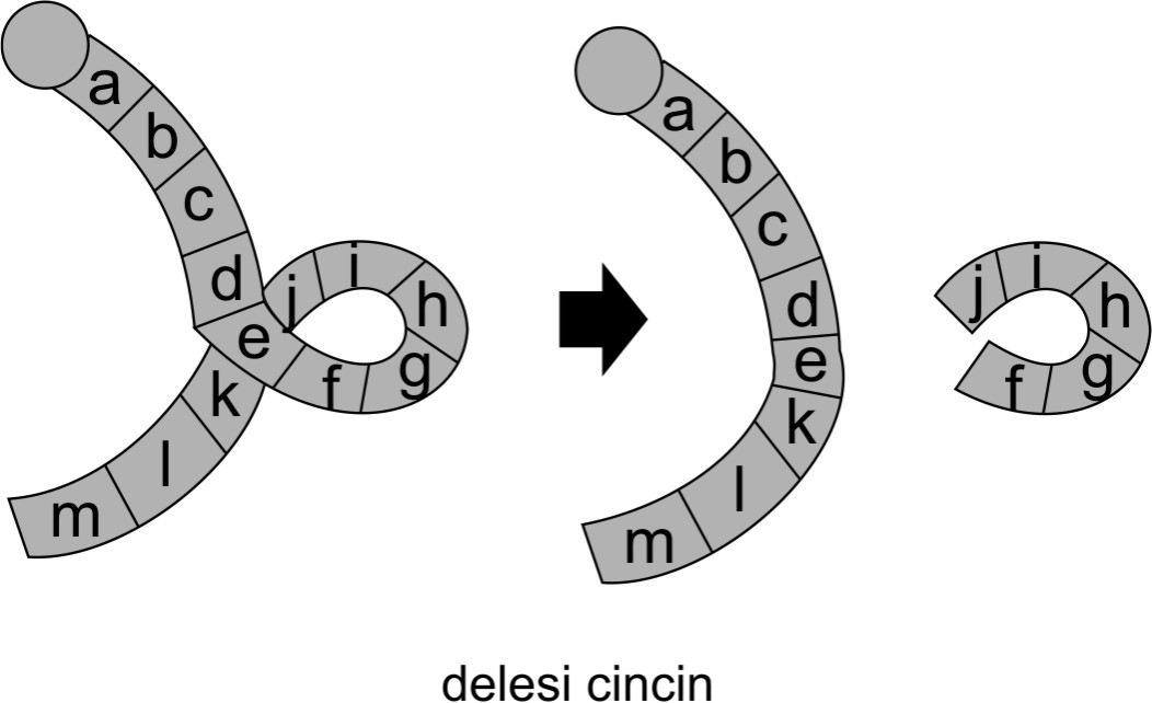 Dunia HanifaNan :): MUTASI BIOLOGI KELAS XII