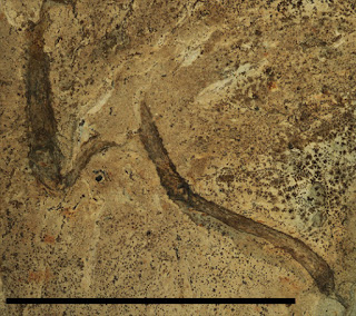 X-Burgess: A evolução das plantas