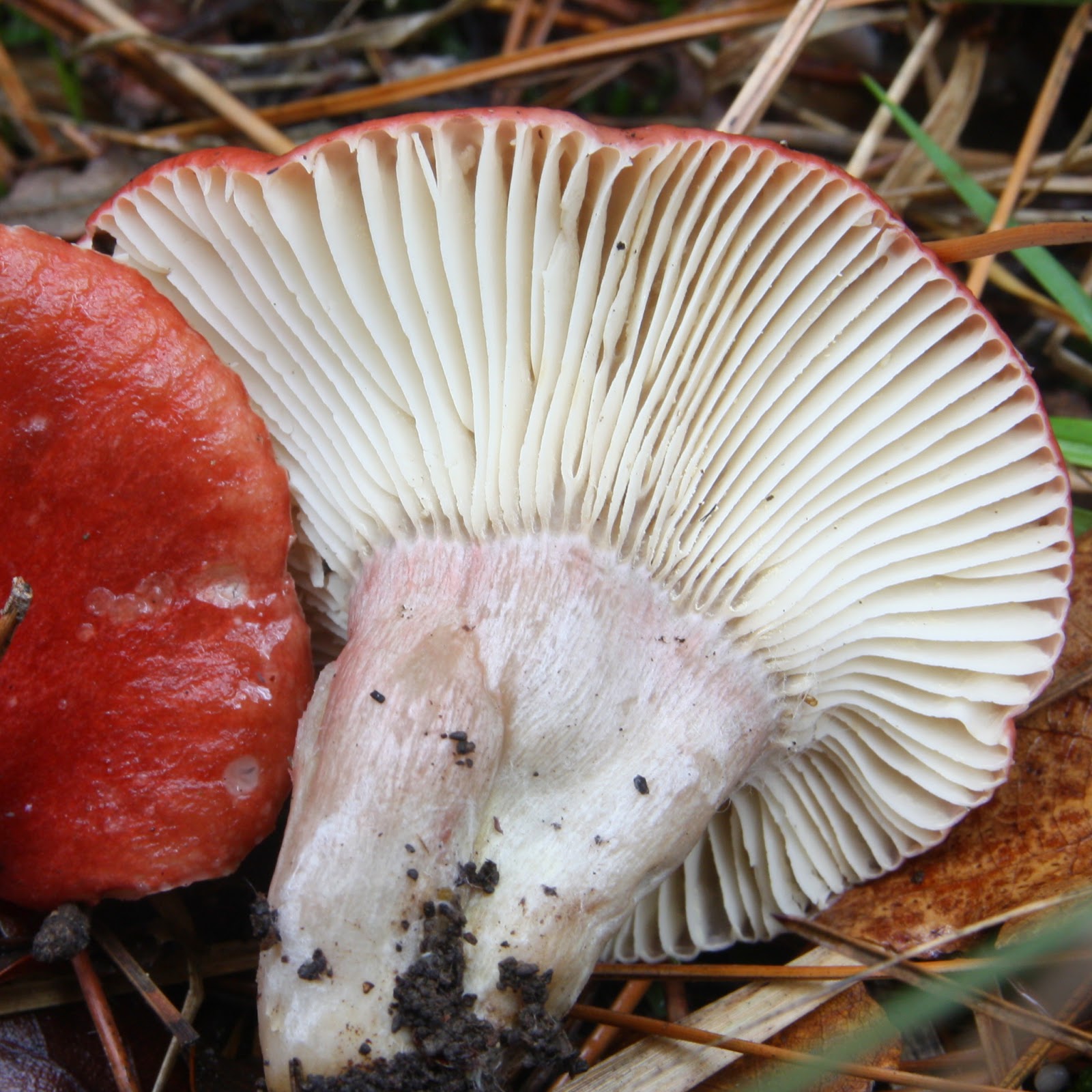 Guía de Setas y Hongos de Navarra.: Russula sanguinaria (Schumacker) S ...