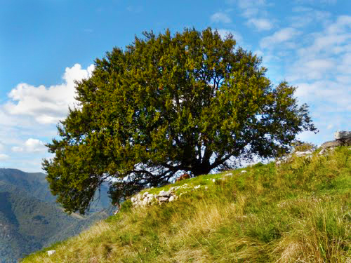 La voce delle cime: Il Faggio