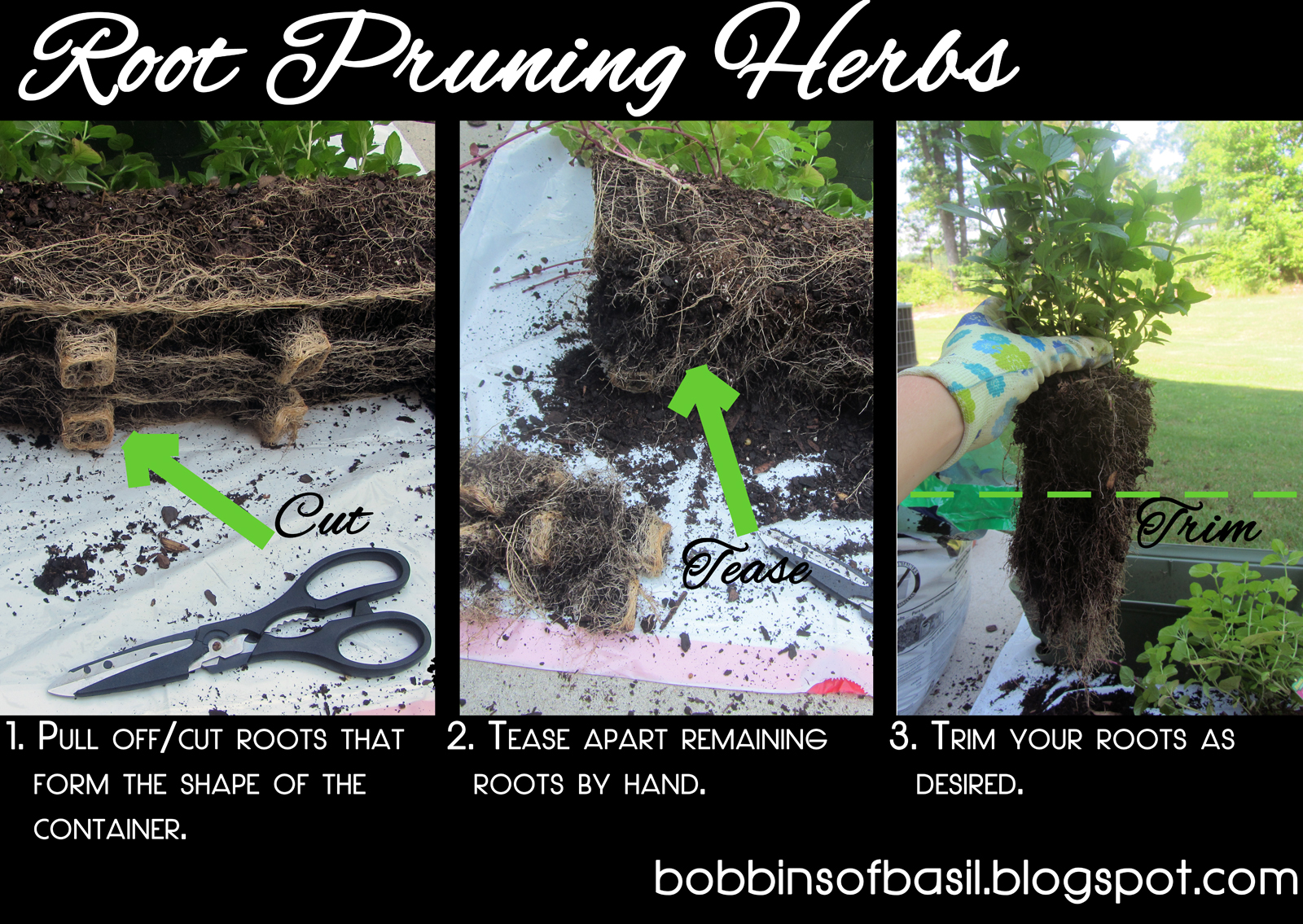 Bobbins of Basil: Root pruning
