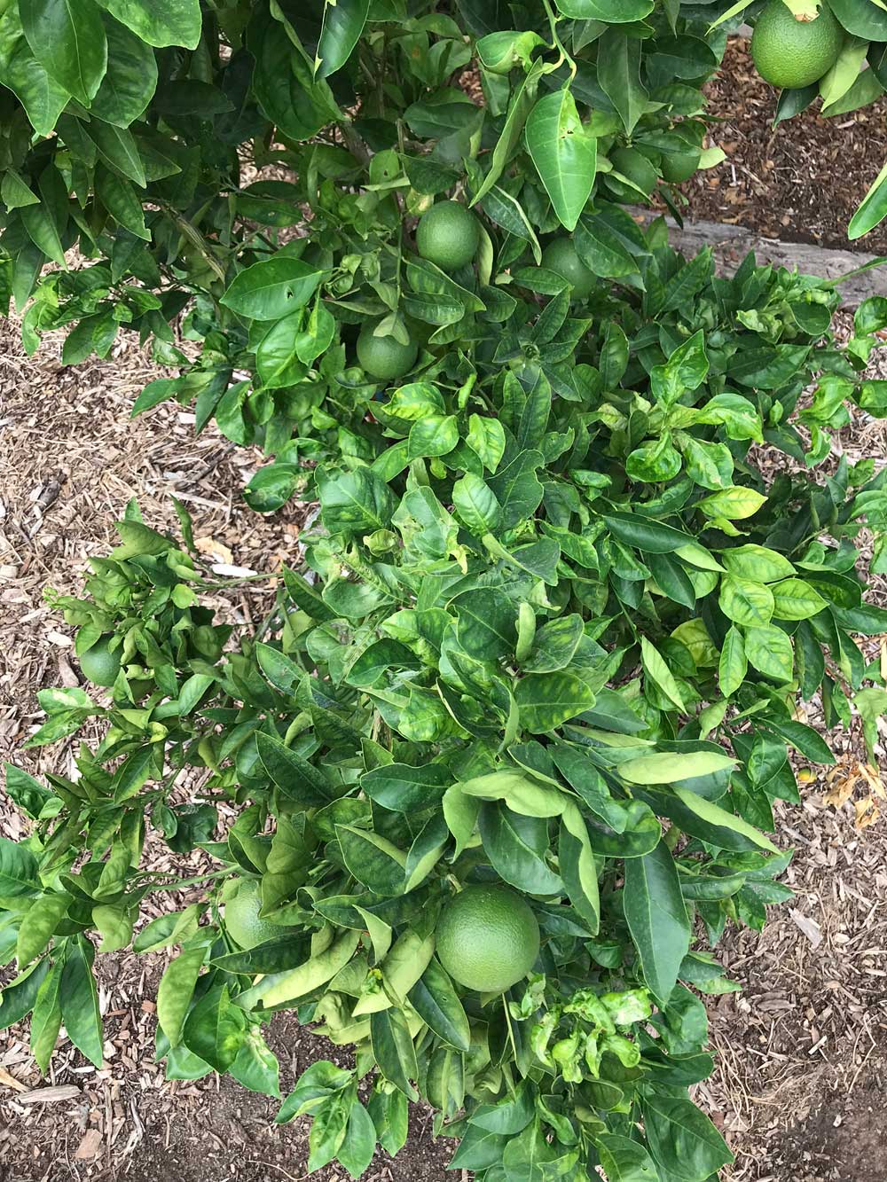 My Country Apron: Our Orange Trees are Growing-Can't Wait for the Oranges