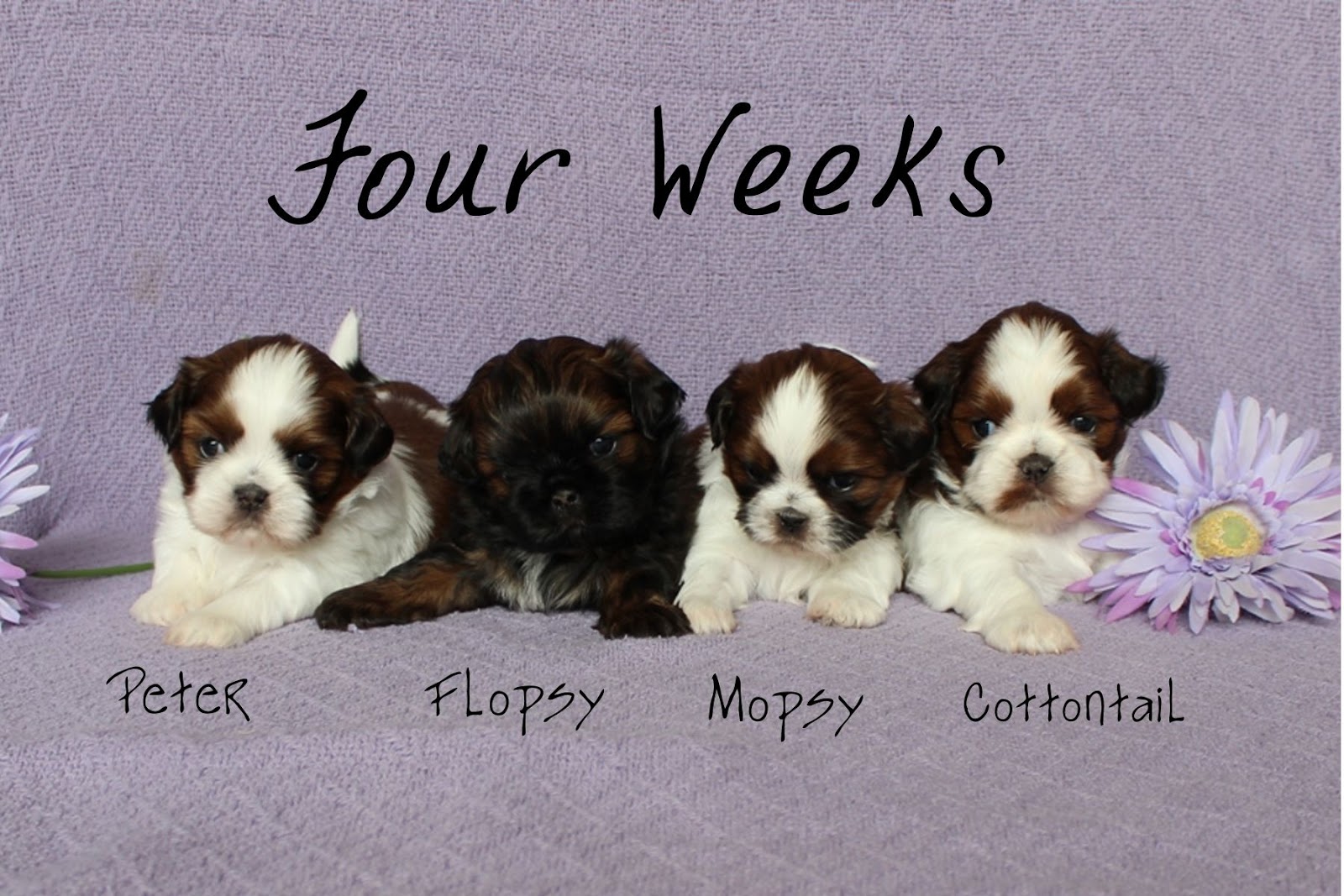 Mother Goose Shih Tzu: Four Weeks