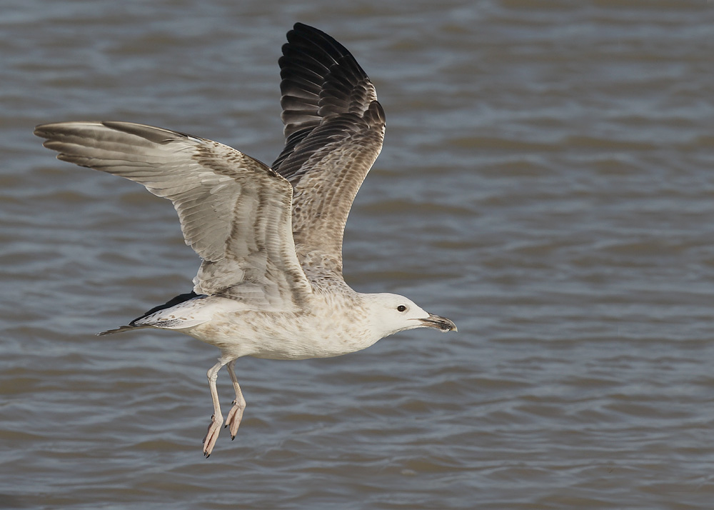 Richard Smith - Birdwatching Days Out: 1st winter & 1st summer CASPIAN ...