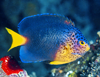 D' Ocean Aquarium: Ikan Angel (Angelfish)