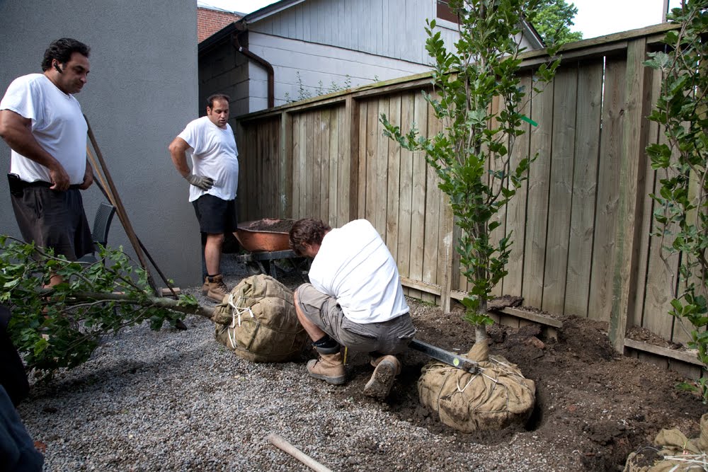 DUPONT PROJECT: Trees Arrive!