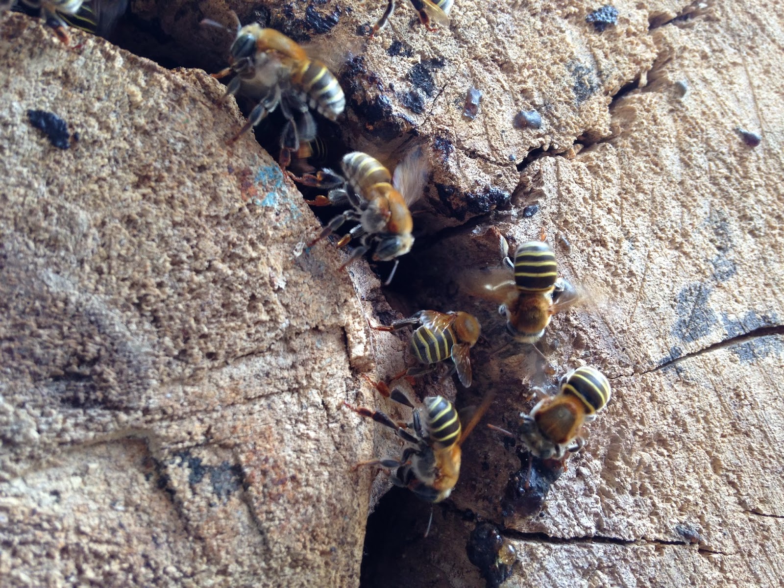 Tidings from a tropical derelict