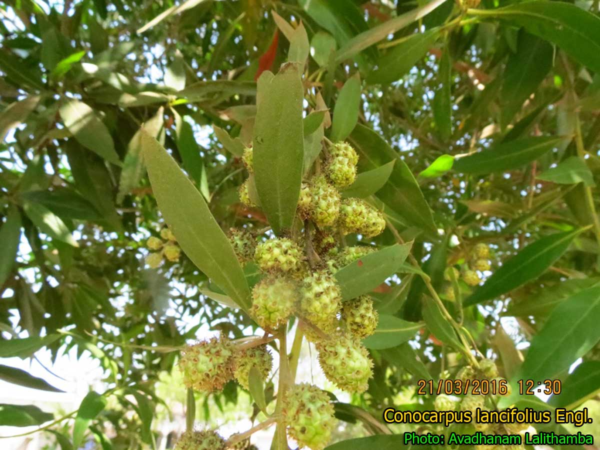 Medicinal Plants: Conocarpus lancifolius