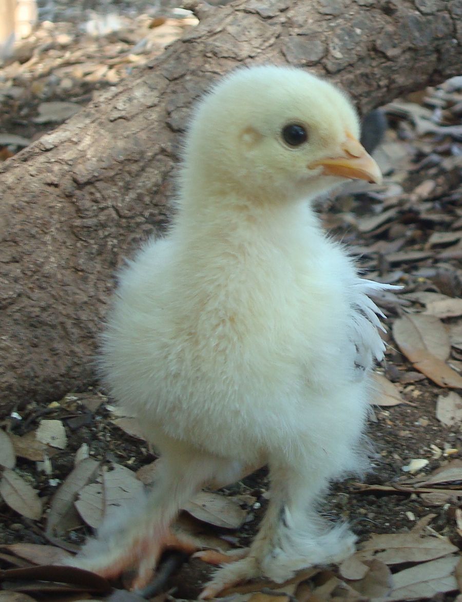 Tiny Chickens: mille fleur cochin bantam chicks - 2 weeks old July 10