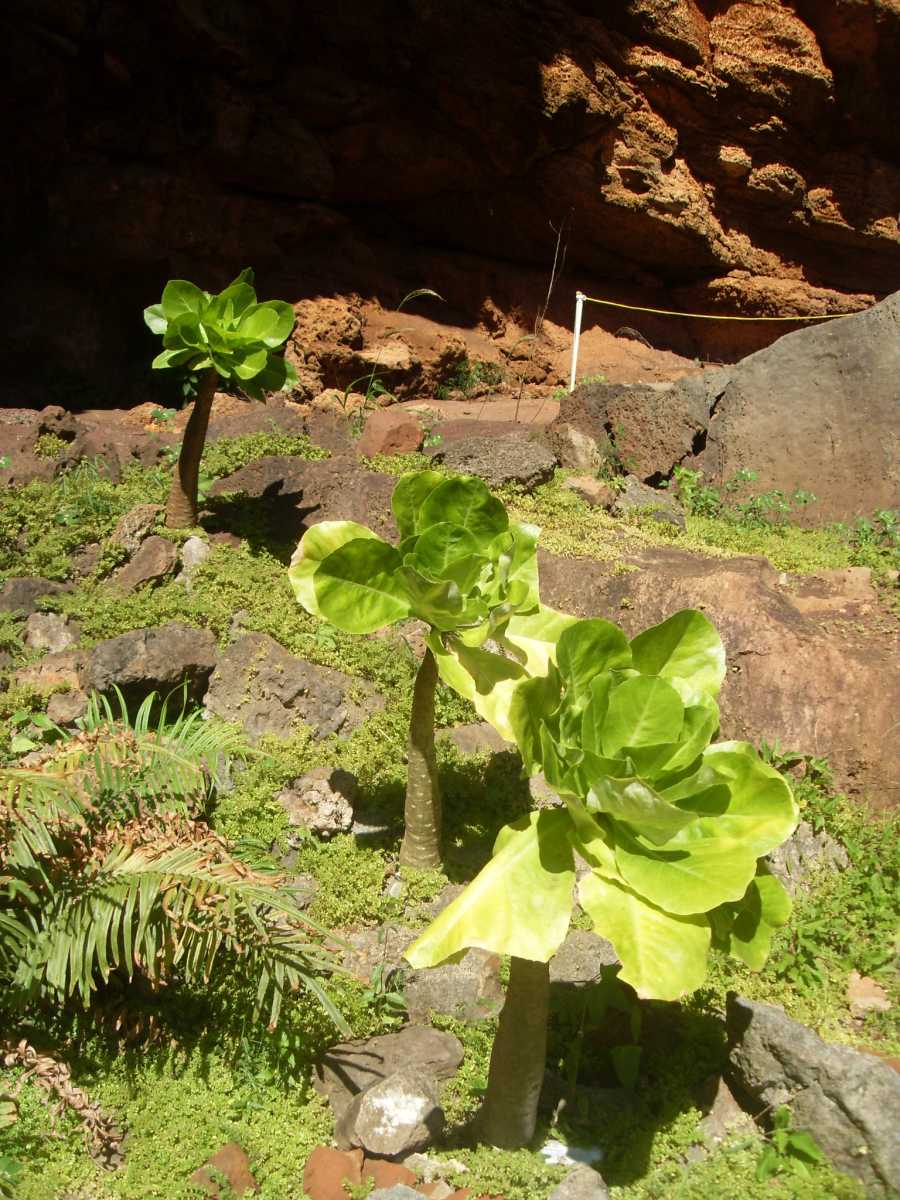 Welcome to Adele's Blog: Makauwahi Cave