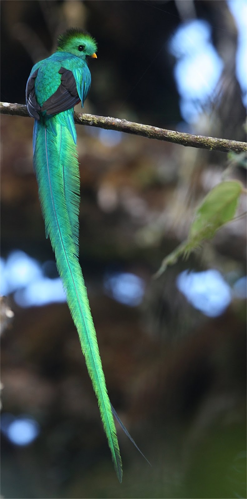 Murfs Wildlife : Resplendent Quetzal