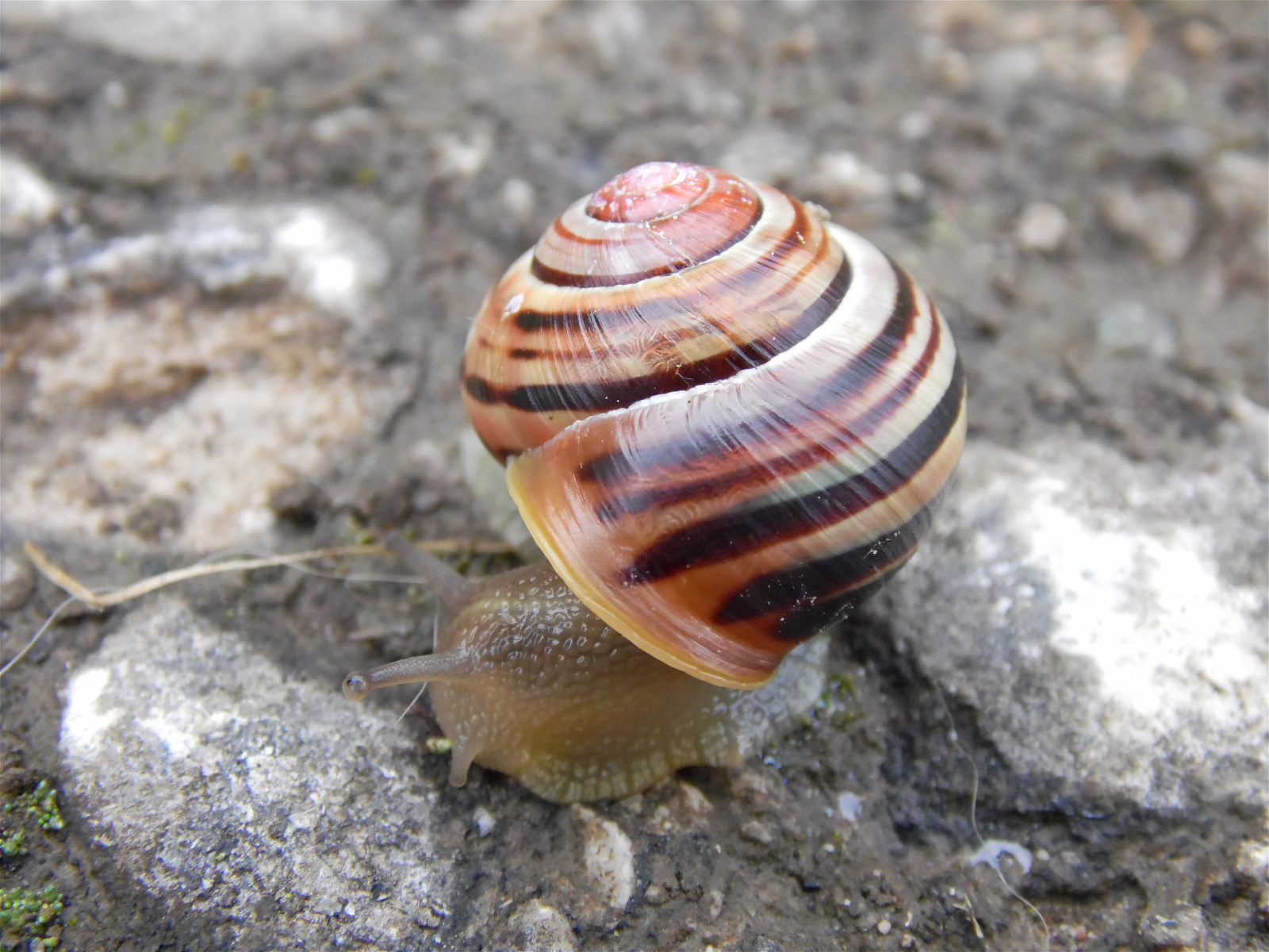 Random Jottings: White-lipped