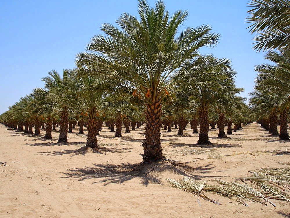 Gregory Palm Farms : DATE PALMS... PHOENIX DACTYLIFERAS... DEGLET NOIR ...