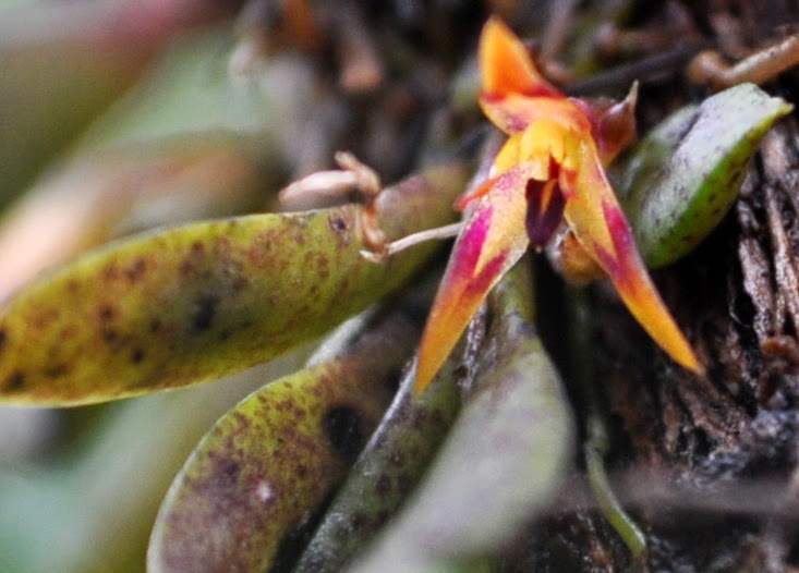 FLORA DE MISIONES Argentina: Anathallis imbricata (Barb. Rodr.) F ...