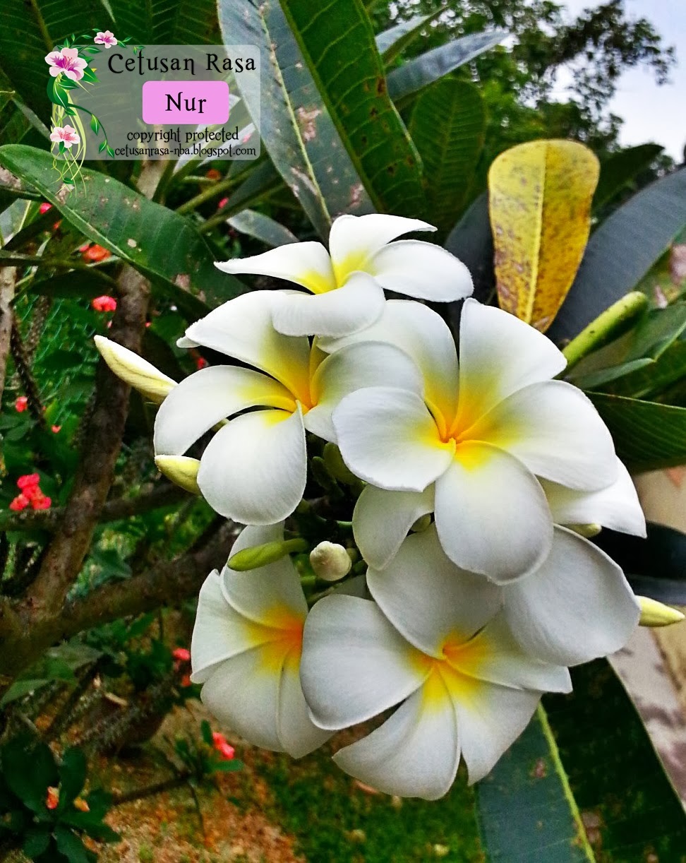Cetusan Rasa: Bunga Kemboja dan Orkid