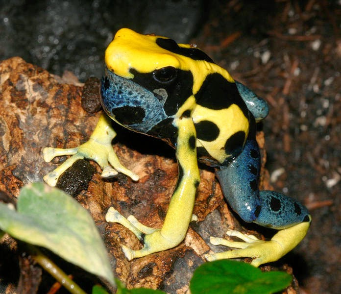 Dendroland: Dendrobates Tinctorius, sus morphos y variedades de color.