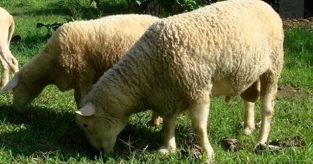 Domba texel domba lokal Wonosobo - Elinotes - Review By Eli Setiawan