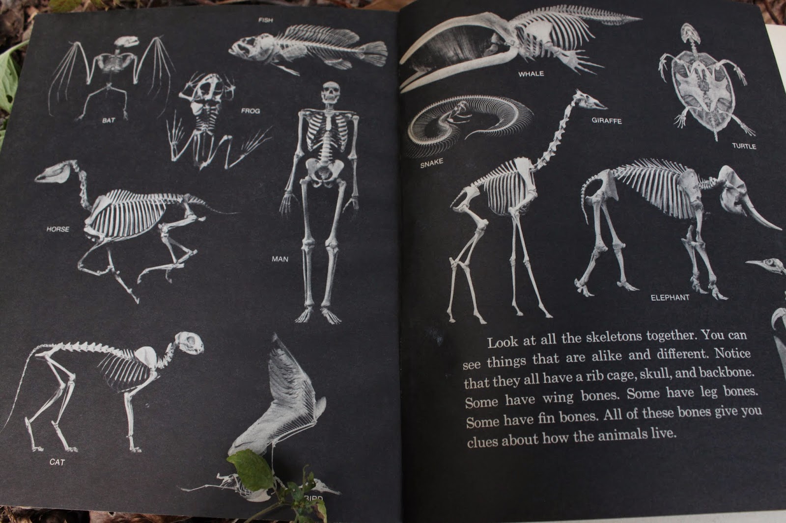 the marlowe bookshelf: Skeleton books