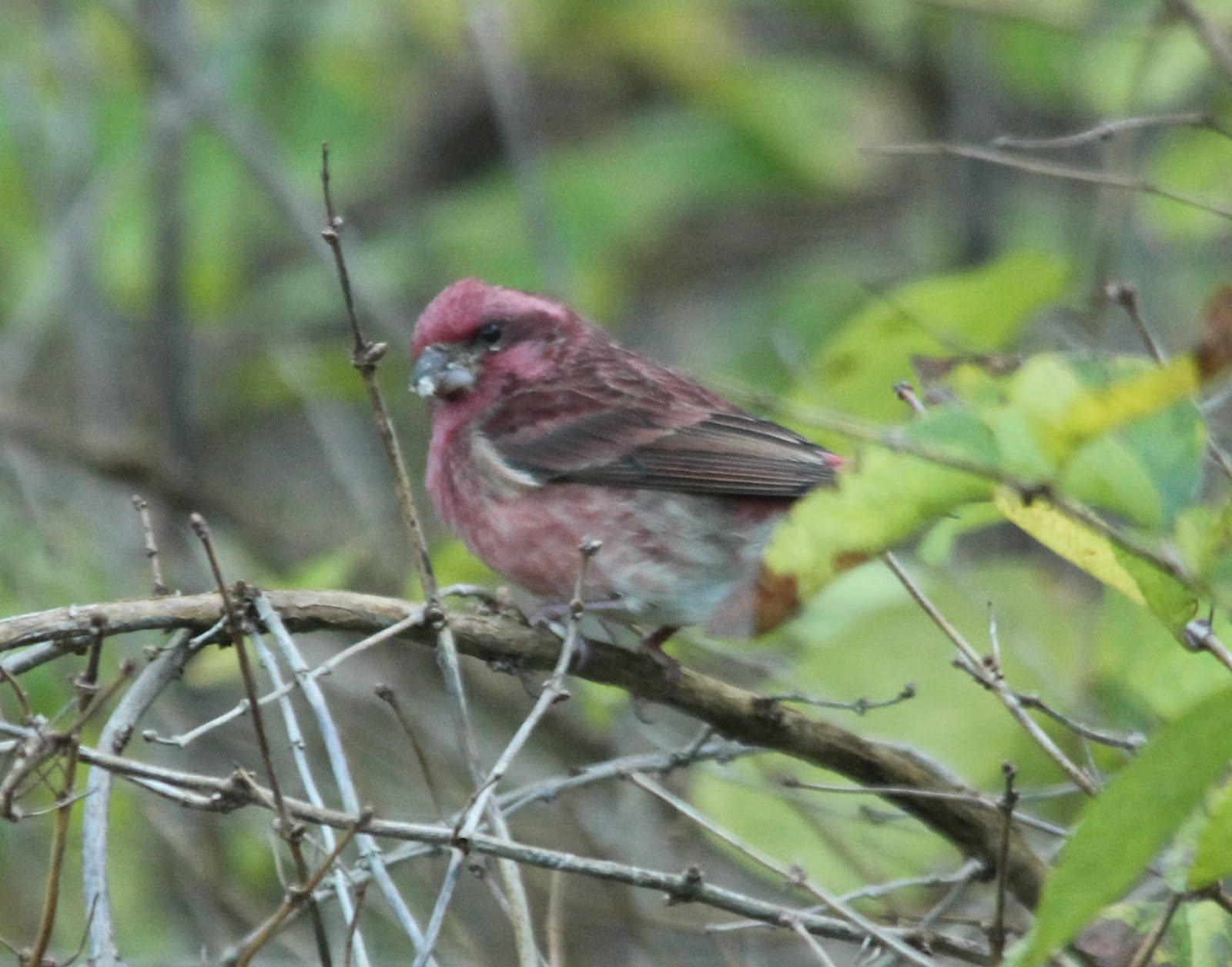 Here and There: Day 304 - 30th October 2016 - Northern Cardinal, Purple ...