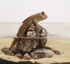 Tahukah Anda Keistimewaan Ikan Belacak? ~ SEKOLAH KEBANGSAAN DATUK ...