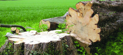 Advanced Tree and Shrub Care ~ Arboriculture Services