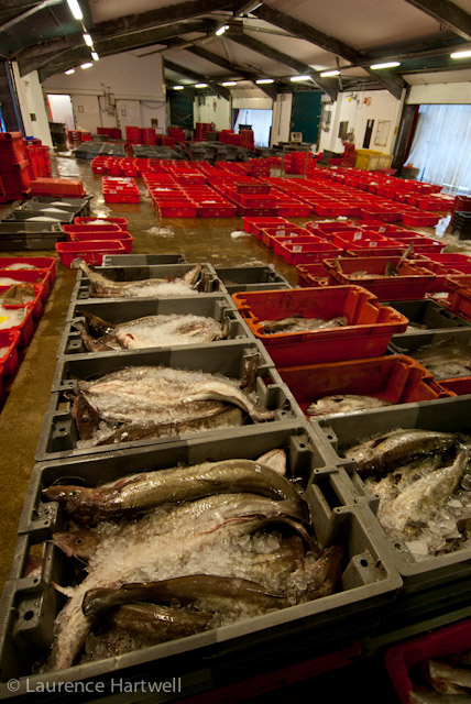 Through the Gaps! - Newlyn Fishing News: Newlyn market end-to-end with ...