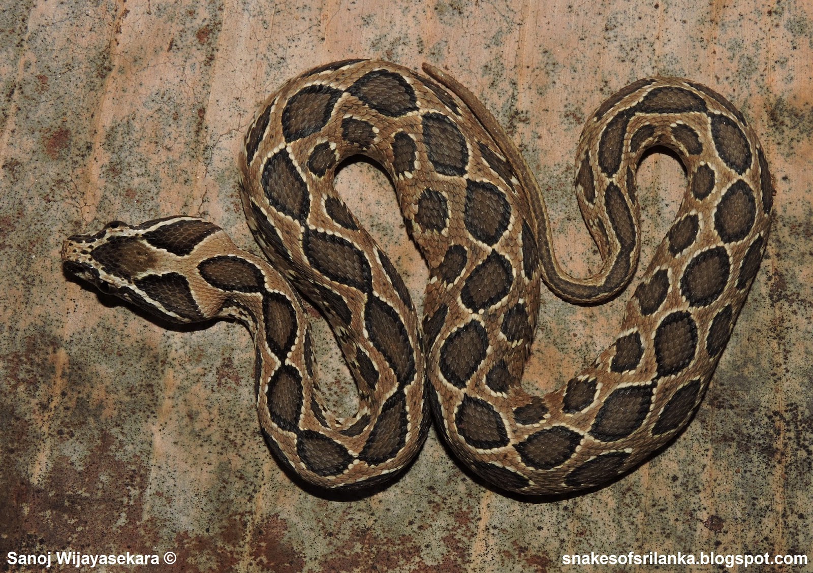 Russell's Viper/තිත් පොළඟා (Daboia russelii-Shaw & Nodder, 1797)