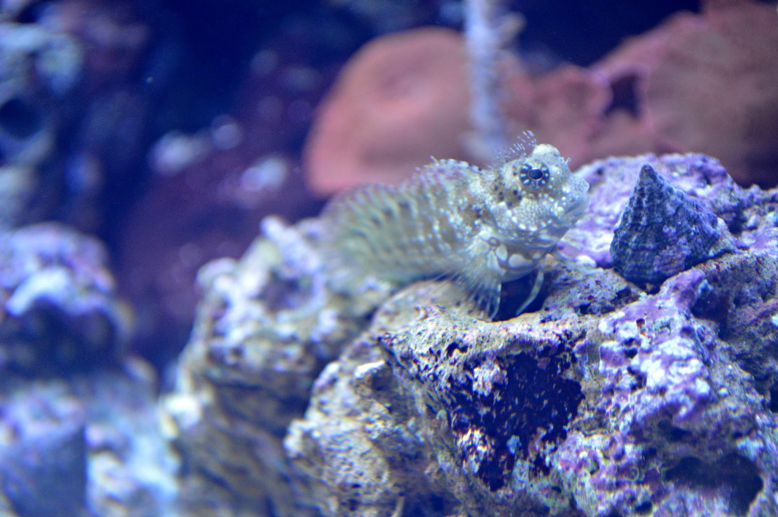 Confessions of a Serial Napper: Better Late Than Never