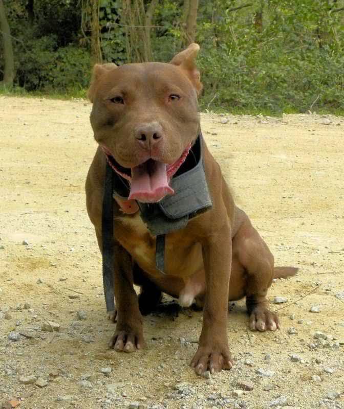 Animals: Gossos.Tipus de races