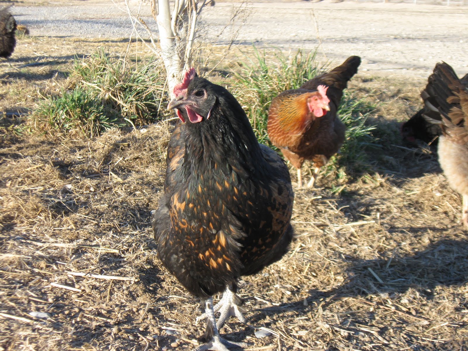 Chickens at Zaltana Anatolians