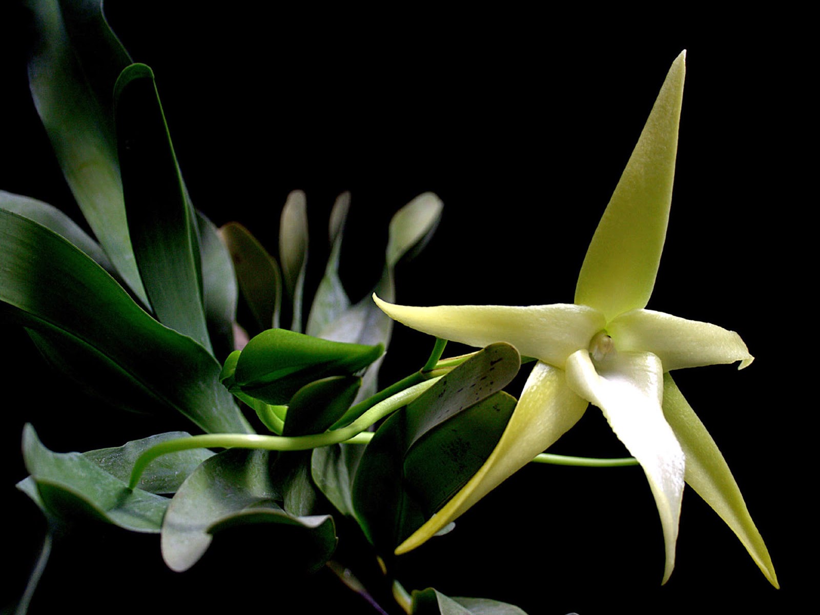 蘭花的故事: Angraecum sesquipedale 大慧星蘭