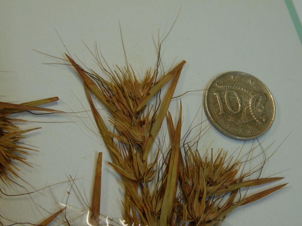 LandcareNT: Can you tell grader grass from kangaroo grass?