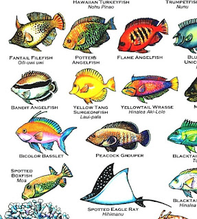 List Of Fish Of Hawaii - Hawaiian Edible Fish