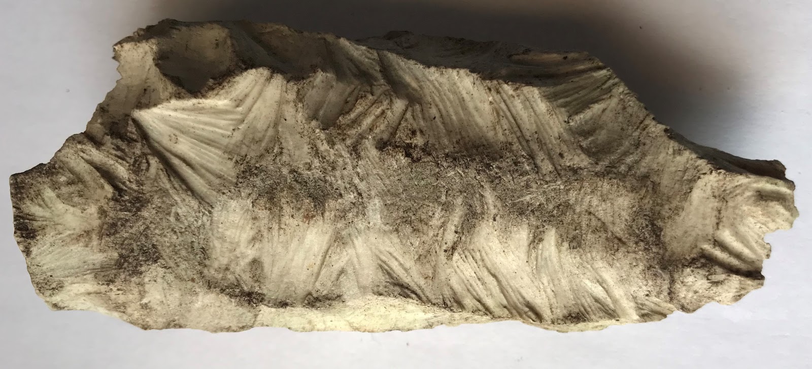 Fossil Matter: Rodents gnaw bones