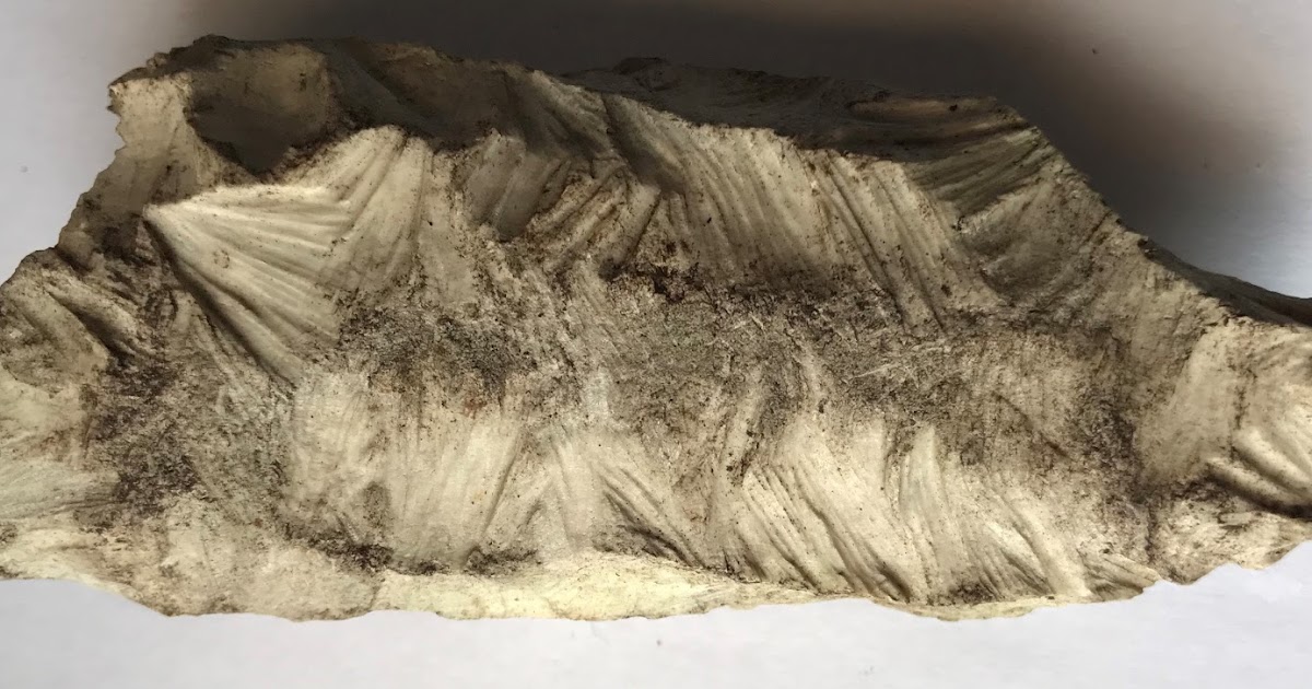 Fossil Matter: Rodents gnaw bones