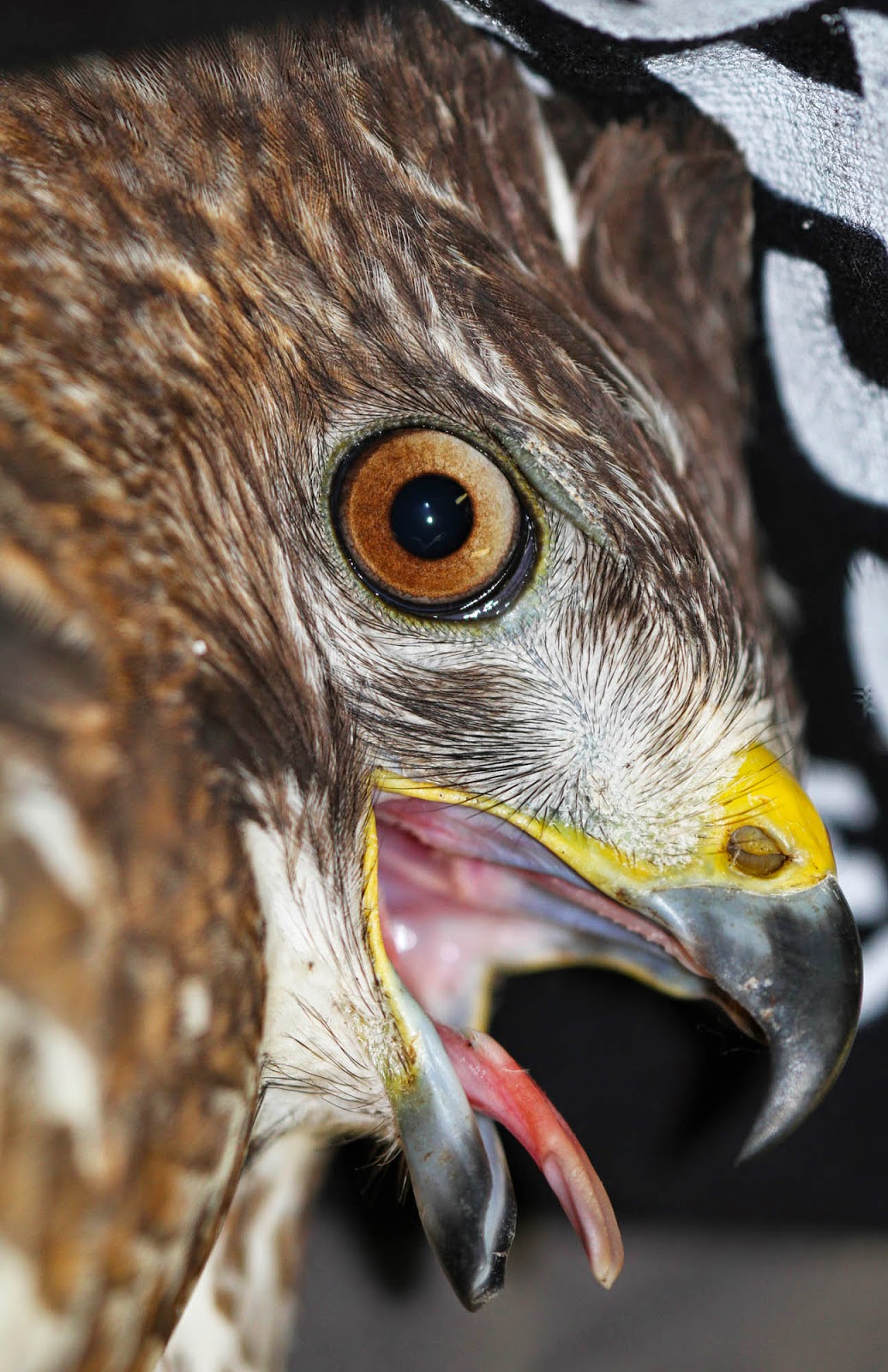 All of Nature: Broadwinged Hawk Banded At Springbrook Nature Center