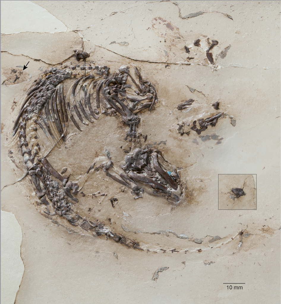 Musings of a Clumsy Palaeontologist: Exceptionally preserved Early ...