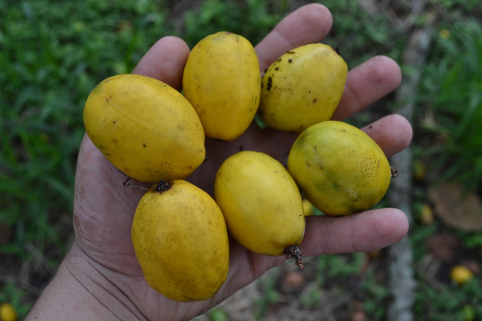 Spondias dulcis - Cajá-manga