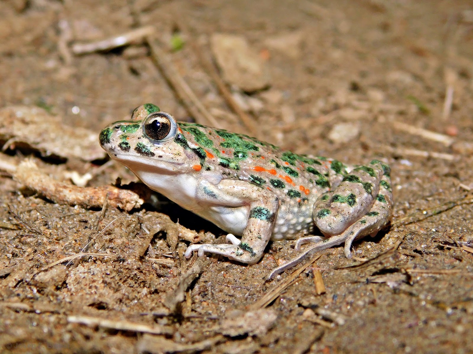 (Paleo-)Herpetología: Pelodytes punctatus - Sapillo moteado septentrional