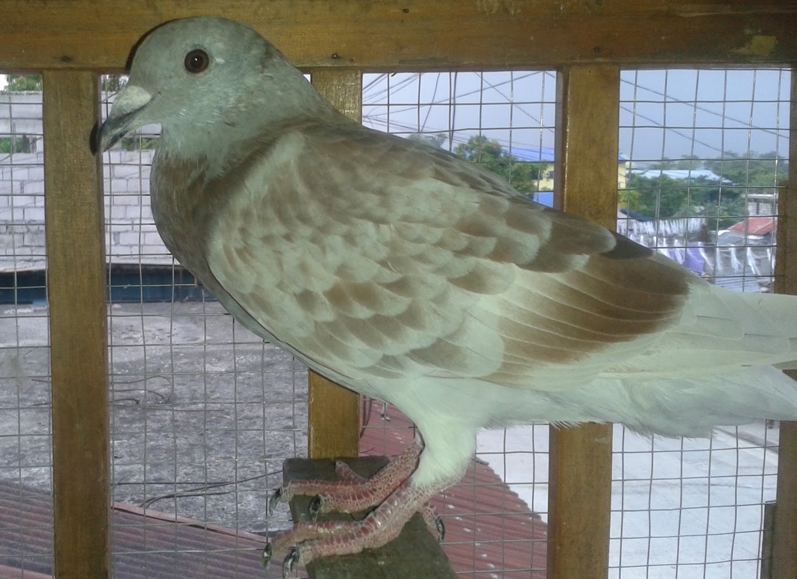 Raising Pigeon: The Pigeons