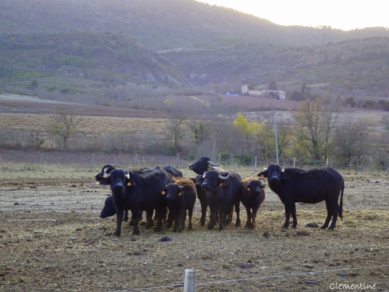 Le blog de Clementine: Elevage de bufflonnes par une famille italienne ...