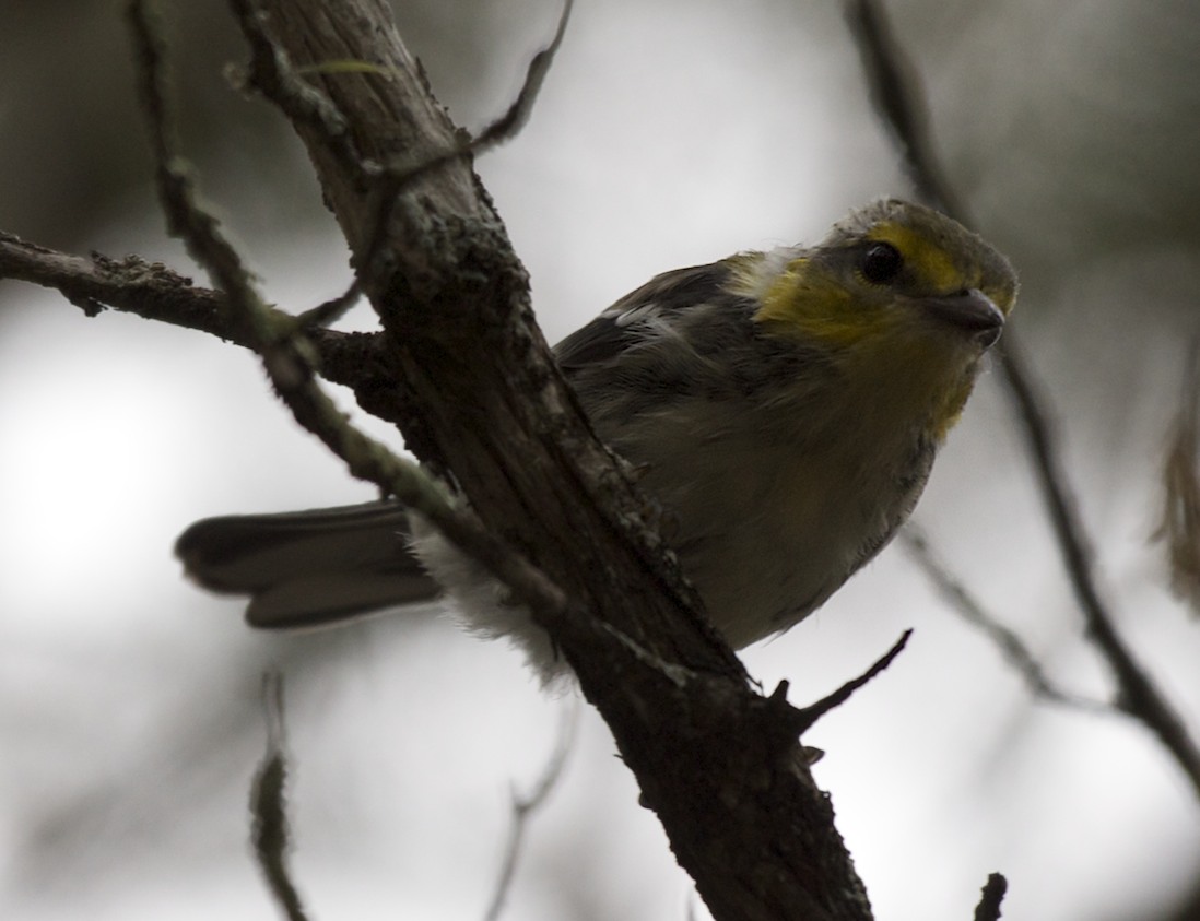 Butler's Birds: Texas Revisited: The First Inkerrsion, Government ...
