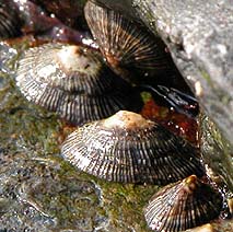 Universo Animal: ¿Cómo respira una lapa durante la bajamar?