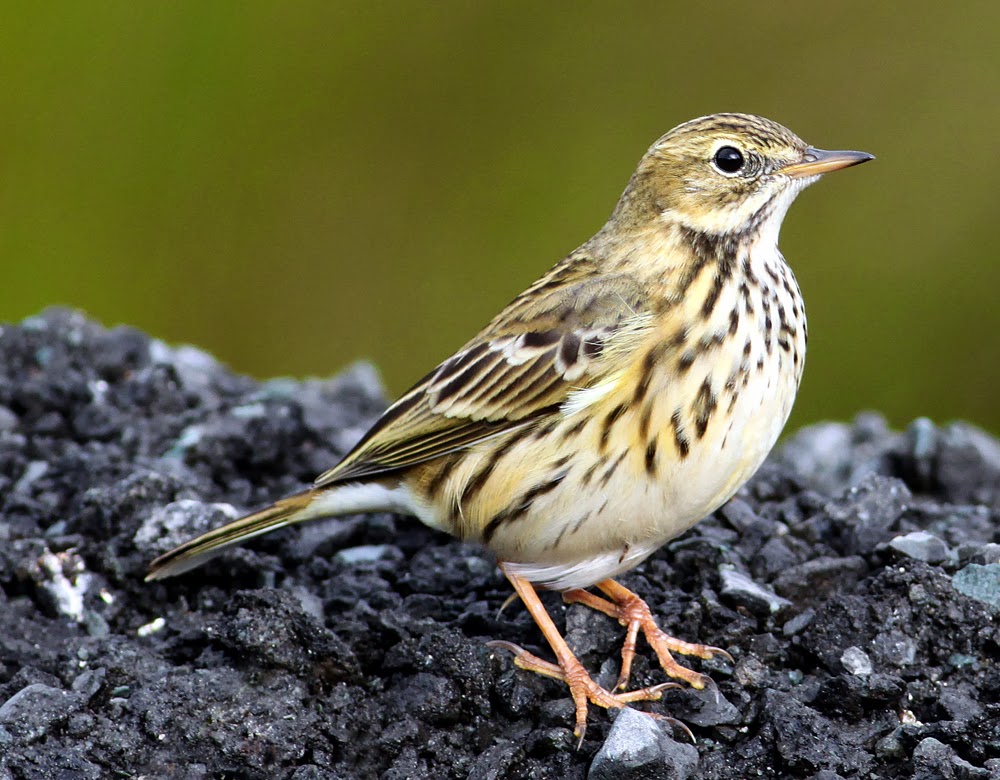 Another Bird Blog: Pilling And A Pipit